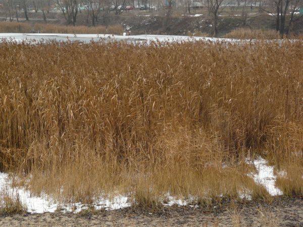 tall grass texture 0003 - Texturelib